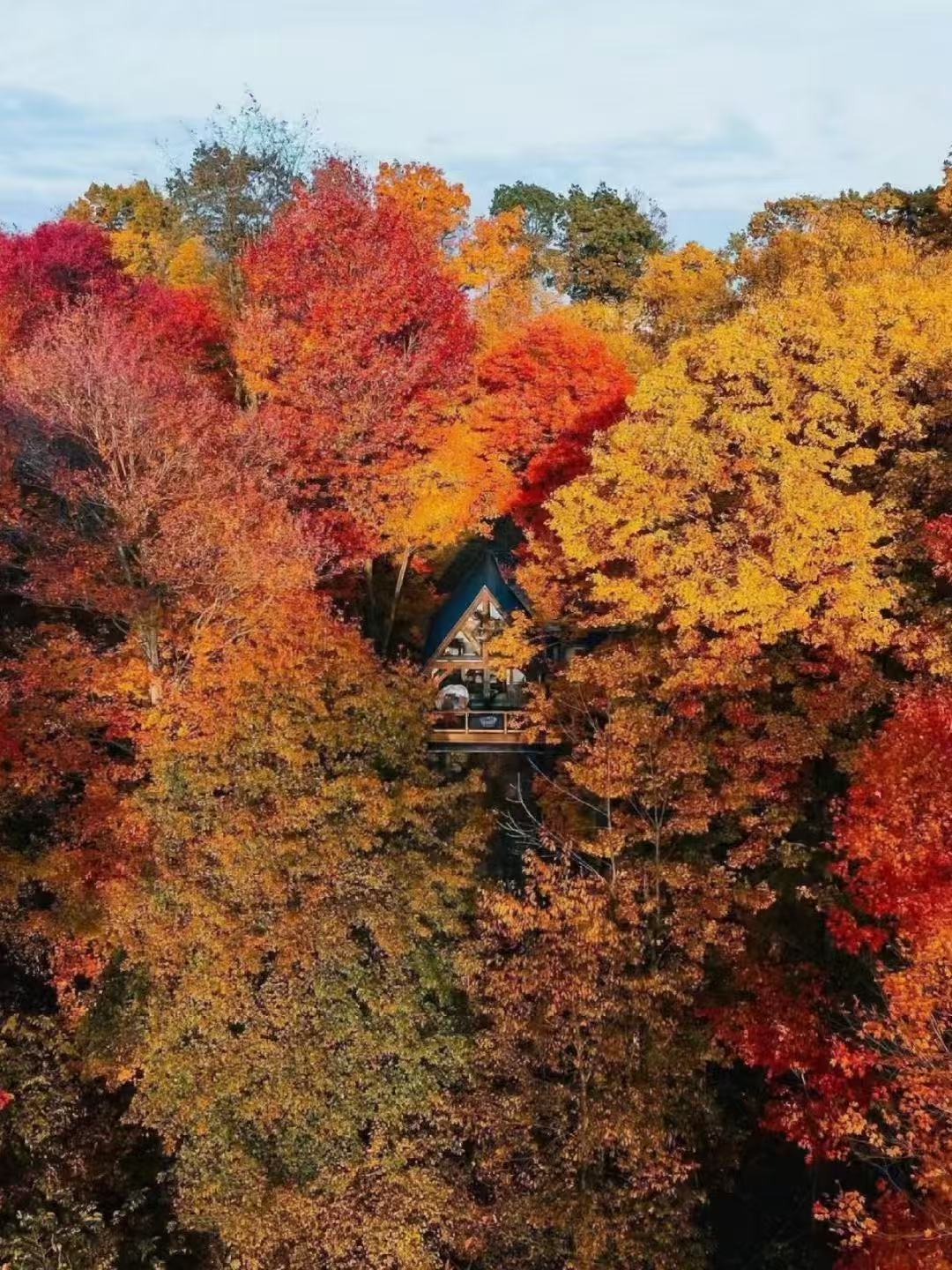 Treehouse Building for Musicians: How to Create a Practice Space ...